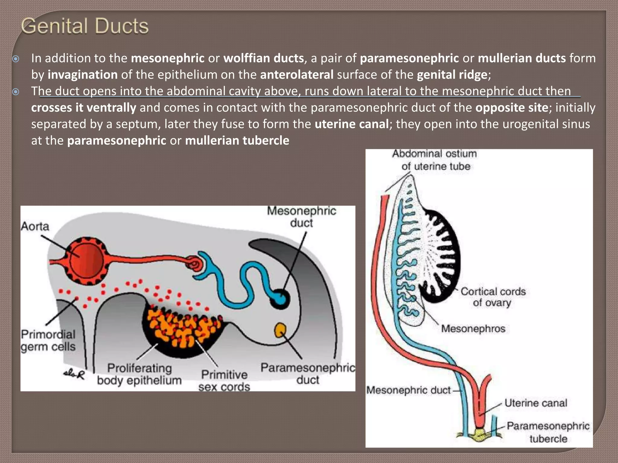 Embryology Course IX - Urogenital System | PPTX