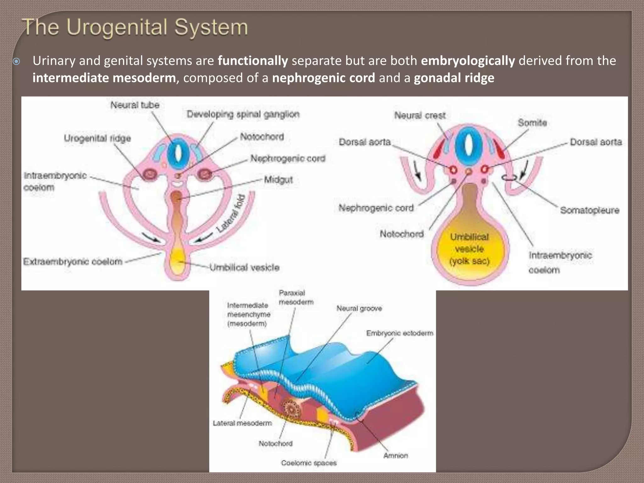Embryology Course IX - Urogenital System | PPTX