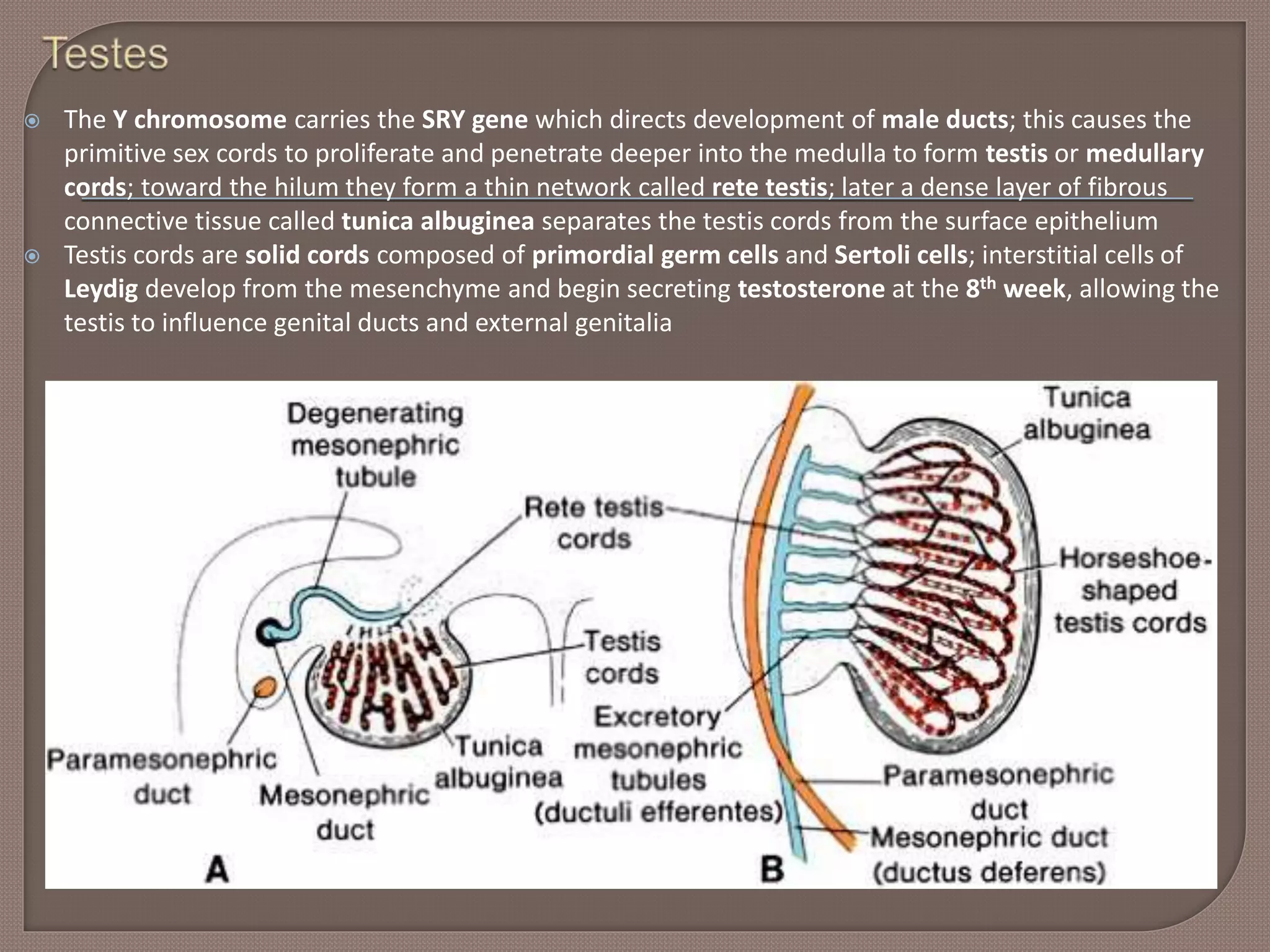 Embryology Course IX - Urogenital System | PPTX