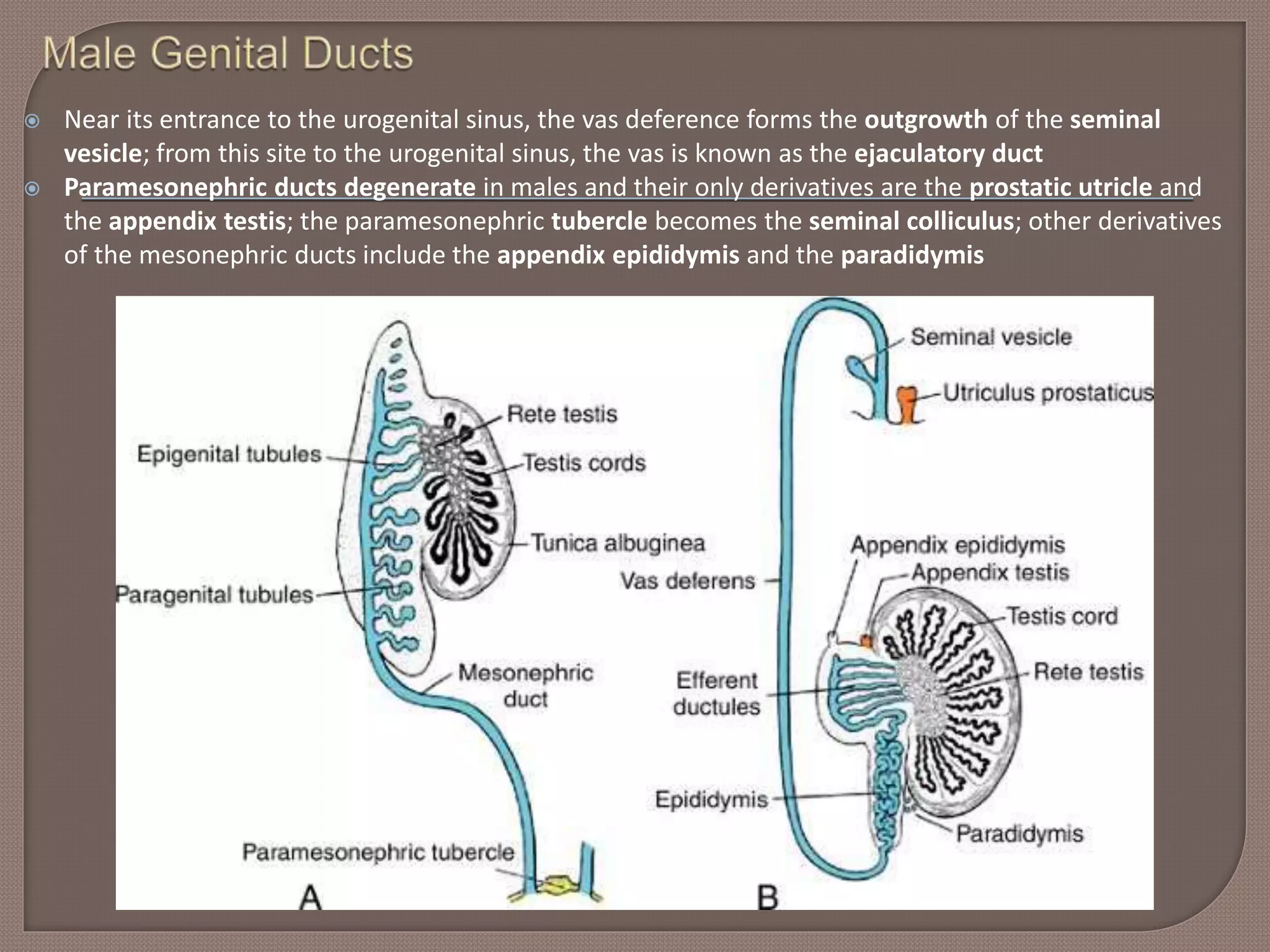 Embryology Course IX - Urogenital System | PPTX