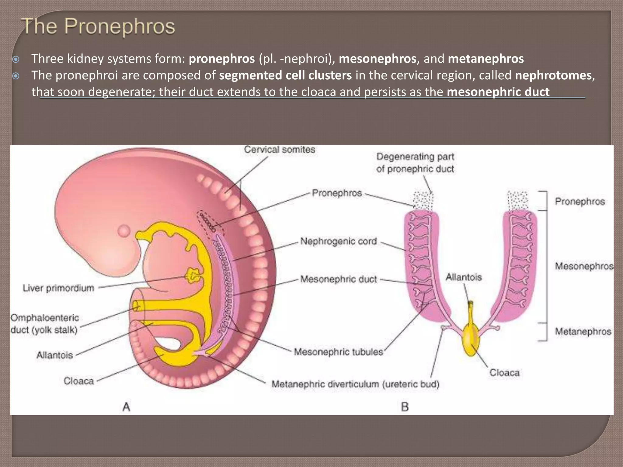 Embryology Course IX - Urogenital System | PPTX