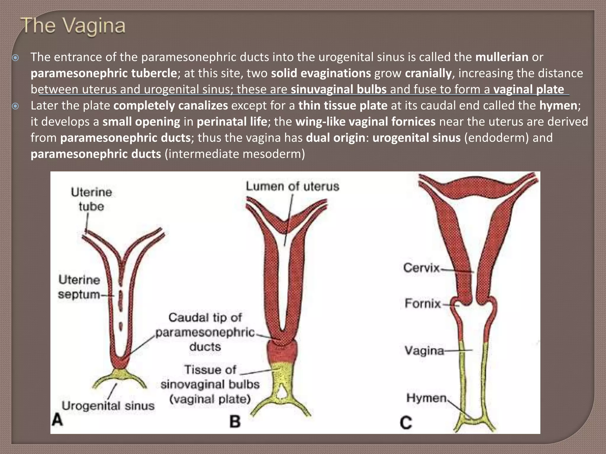 Embryology Course IX - Urogenital System | PPTX