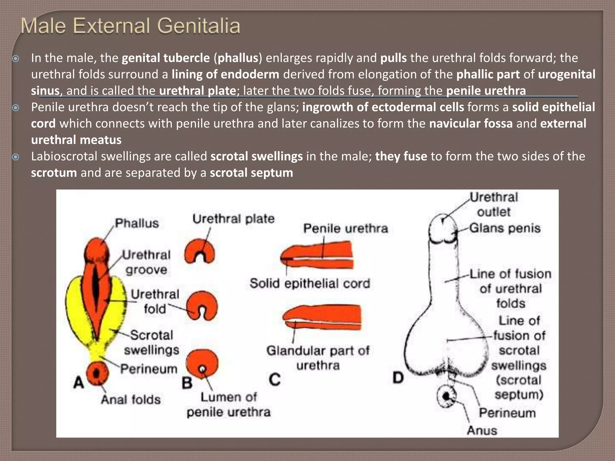 Embryology Course IX - Urogenital System | PPTX