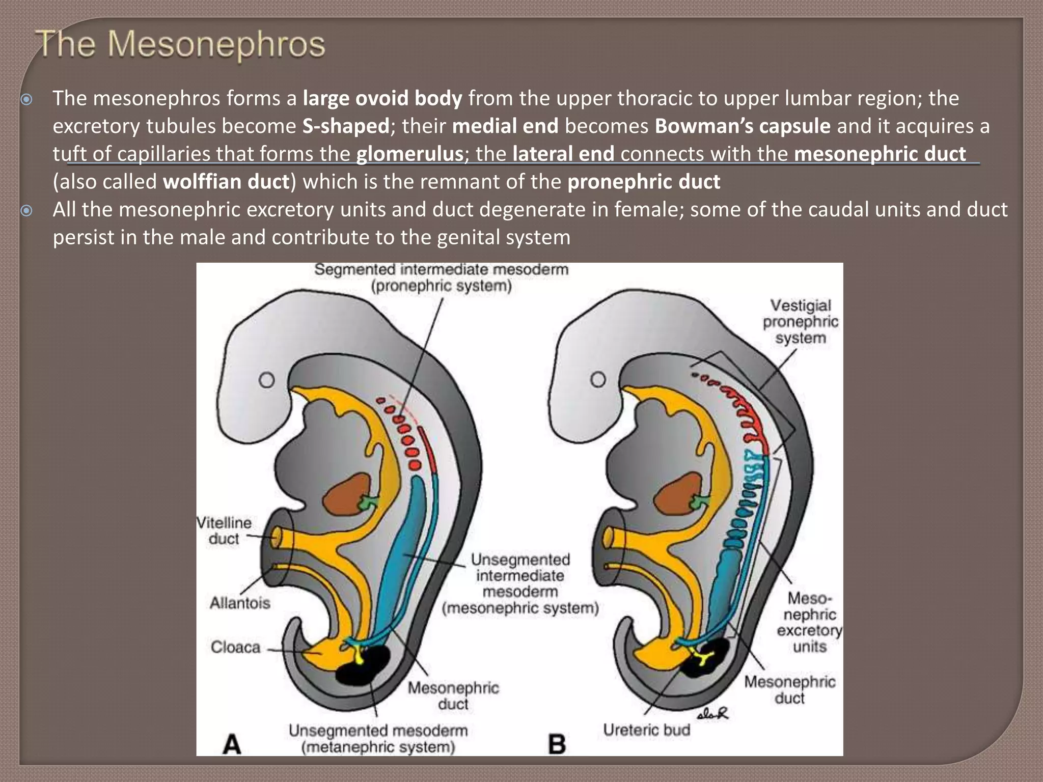 Embryology Course IX - Urogenital System | PPTX