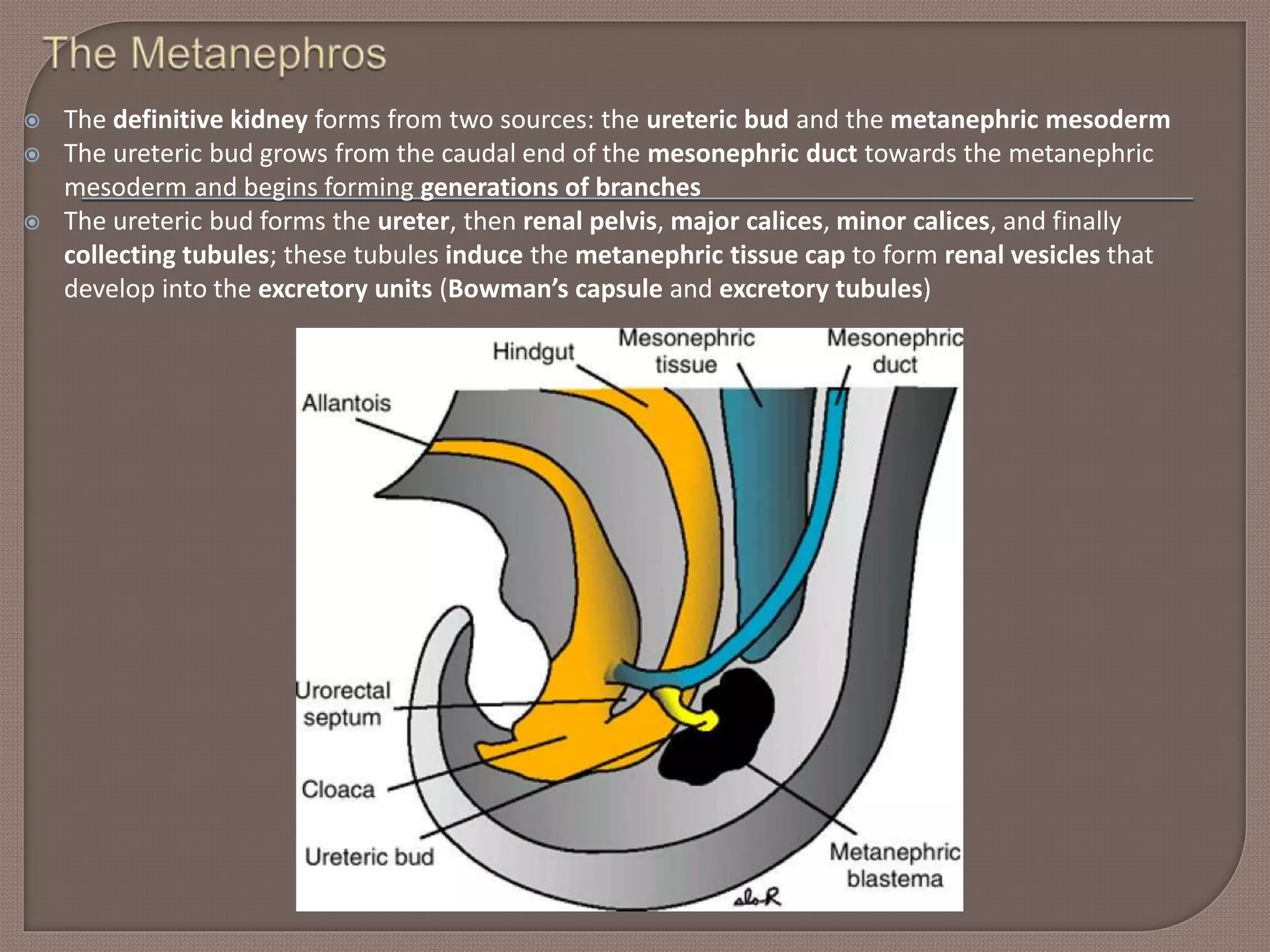 Embryology Course IX - Urogenital System | PPTX