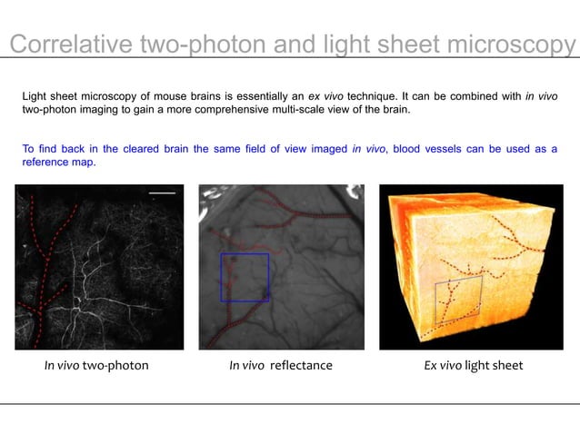 Whole brain optical imaging | PPT