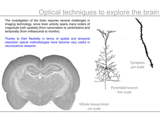 Whole brain optical imaging | PPTX