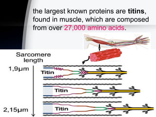 Session no. 2.2. biological molecules proteins and enzymes | PPT