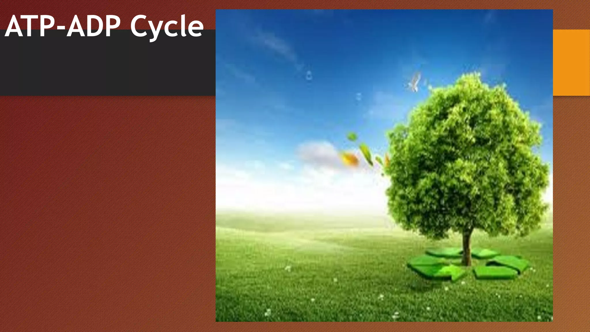 Session no. 3.1. energy transformation atp – adp cycle and ...