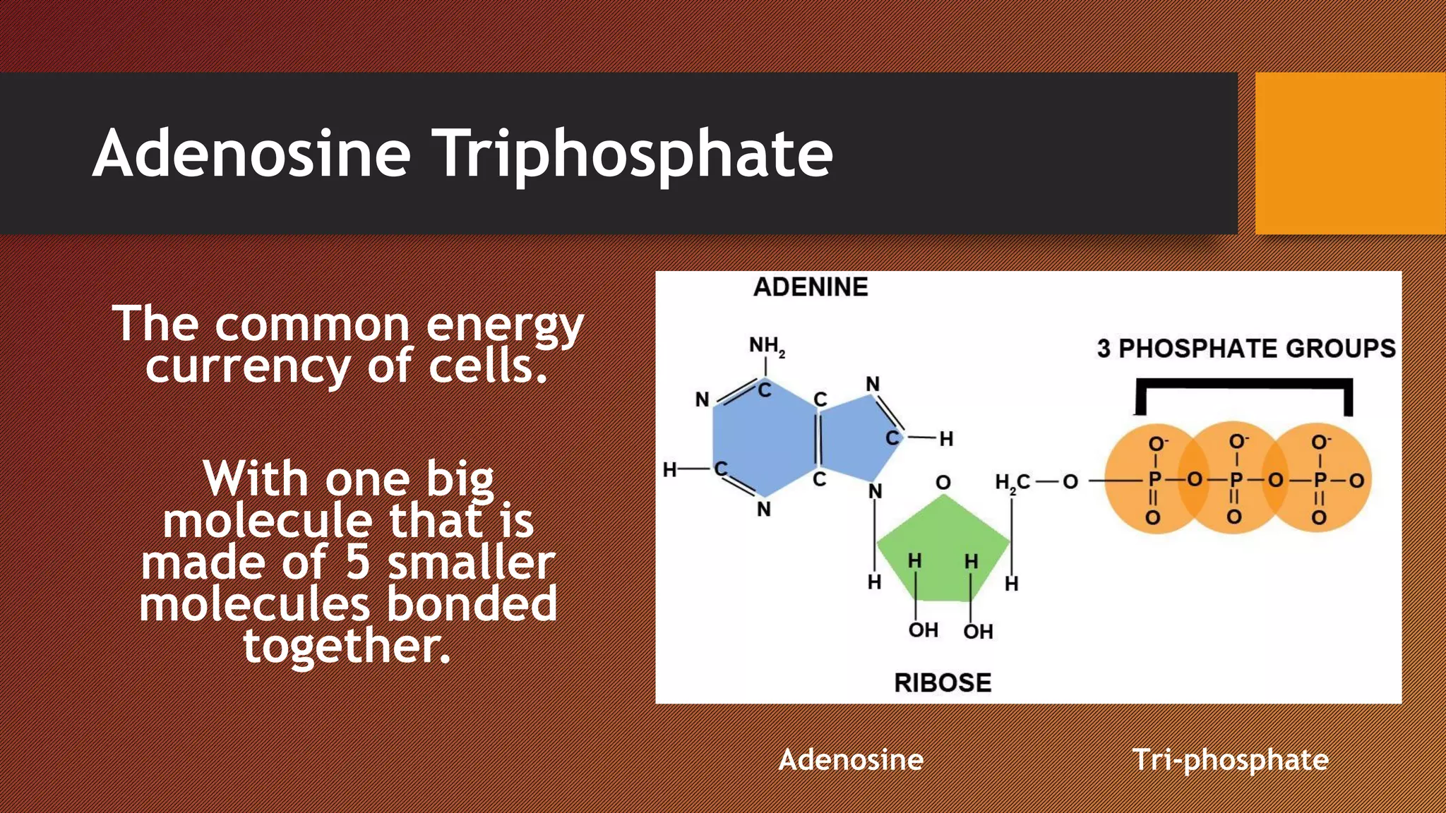 Session no. 3.1. energy transformation atp – adp cycle and ...