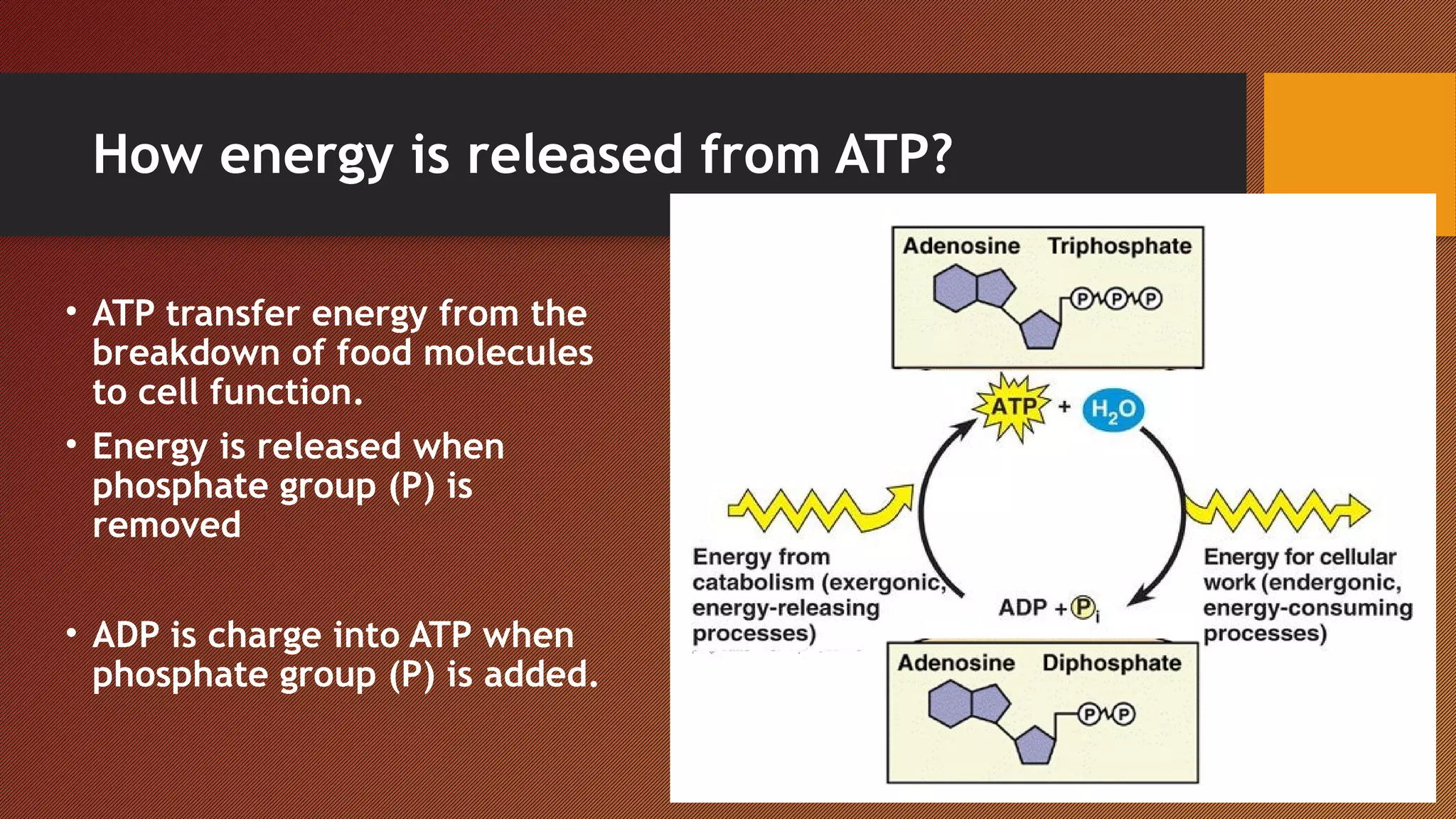 Session no. 3.1. energy transformation atp – adp cycle and ...