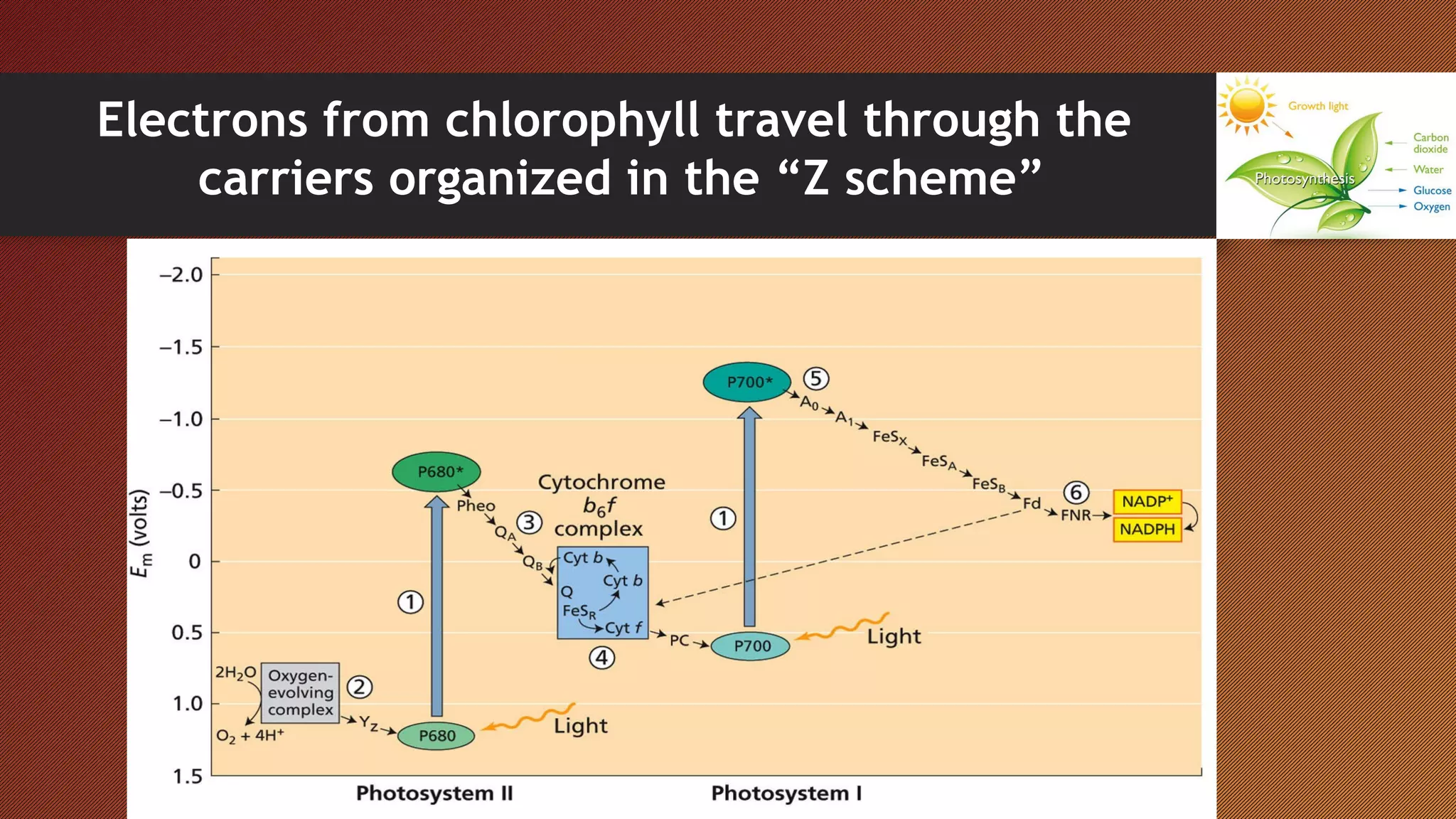 Session no. 3.1. energy transformation atp – adp cycle and ...