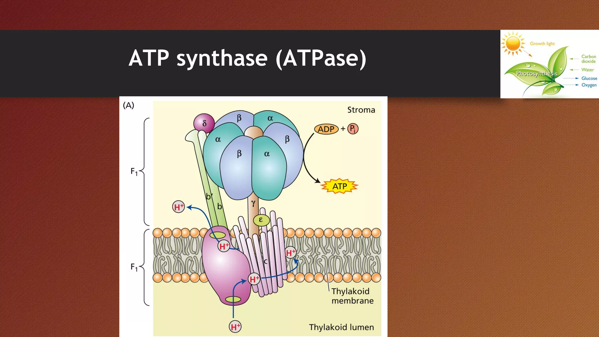 Session no. 3.1. energy transformation atp – adp cycle and ...