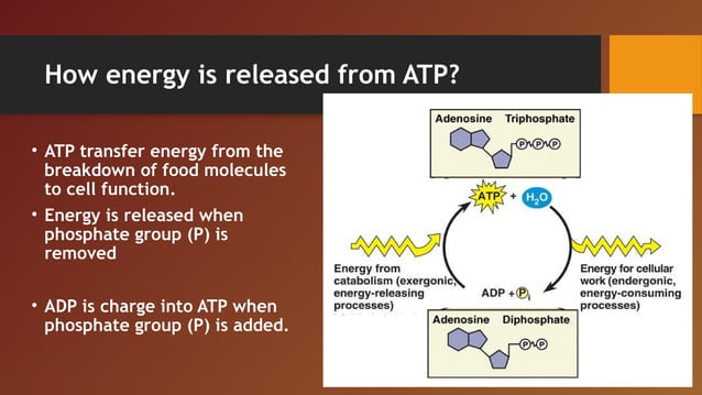 Session no. 3.1. energy transformation atp – adp cycle and ...