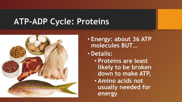 Session no. 3.1. energy transformation atp – adp cycle and ...