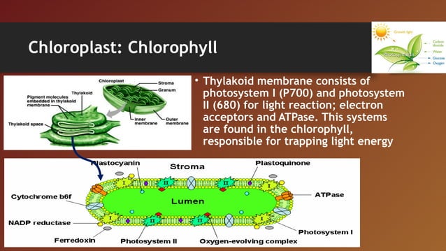 Session no. 3.1. energy transformation atp – adp cycle and ...
