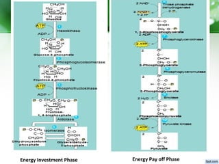 Session no. 3.2. energy transformation cellular respiration | PPT