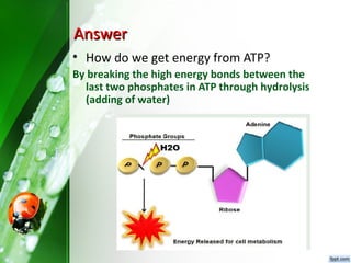 Session no. 3.2. energy transformation cellular respiration | PPT