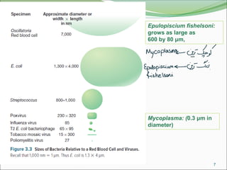 Microbiology | PPT | Free Download