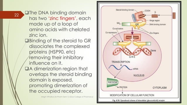 Receptors Regulating Gene Expression (Nuclear Receptors) | PDF