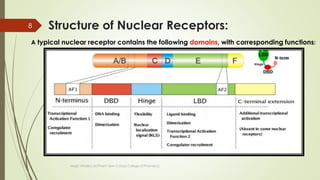 Receptors Regulating Gene Expression (Nuclear Receptors) | PDF