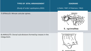 Setal arrangement in endopterygote larva | PPTX
