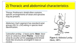 Setal arrangement in endopterygote larva | PPTX