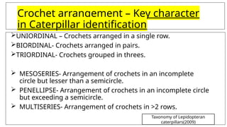 Setal arrangement in endopterygote larva | PPTX