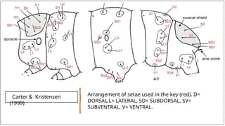 Setal arrangement in endopterygote larva | PPTX