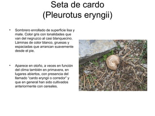 Setas de lanteira (Granada). | PPT