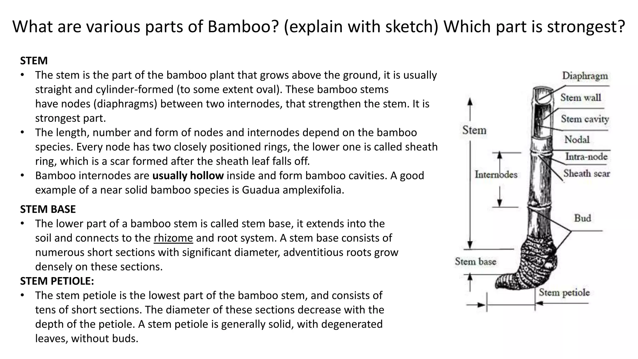 Bamboo and Its applications. | PPT