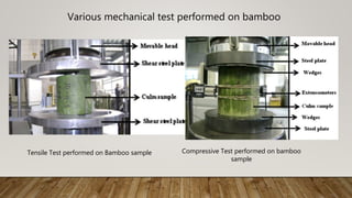 Bamboo and Its applications. | PPT