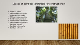 Bamboo and Its applications. | PPT