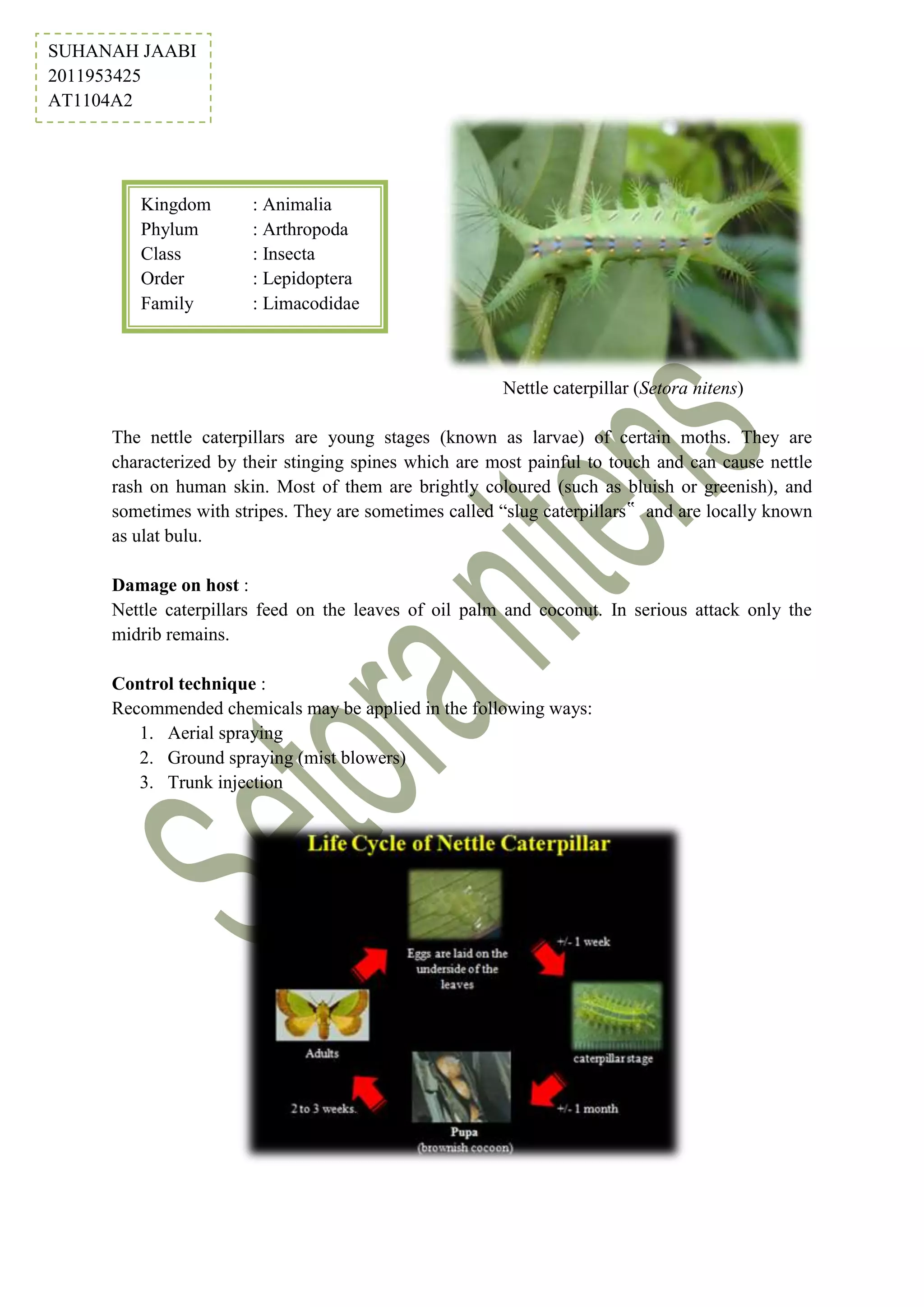 Setora nitens (Neetle Caterpillar) | DOCX