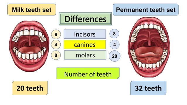 Set Teeth.pptx