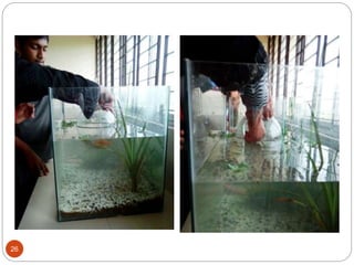 Setting up a aquarium | PPTX