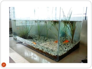 Setting up a aquarium | PPTX