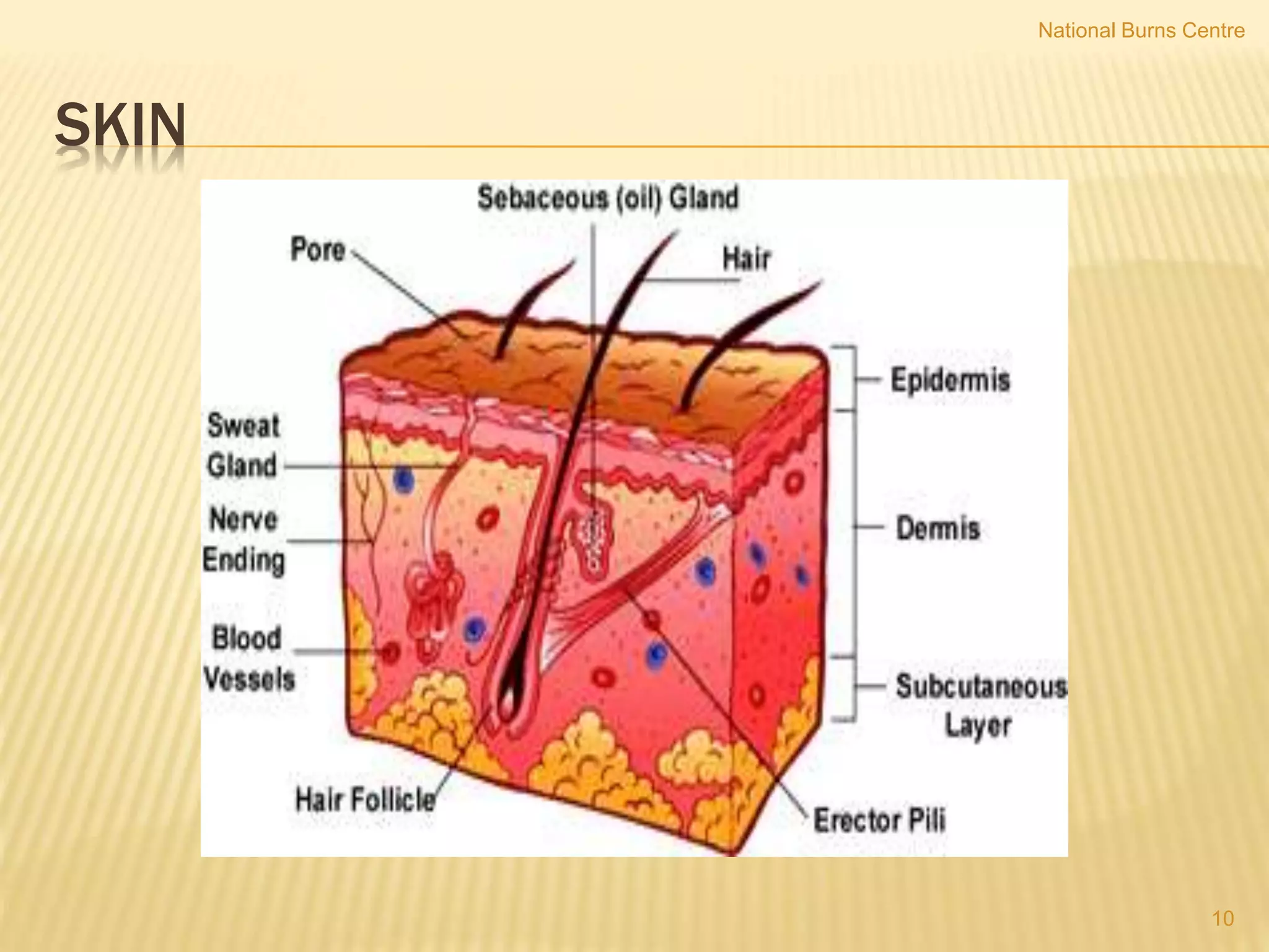 Setting up a Skin Bank | PPTX