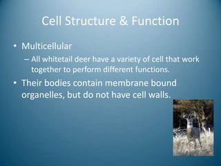 Seven themes of Biology | PPT