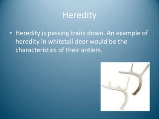 Seven themes of Biology | PPT