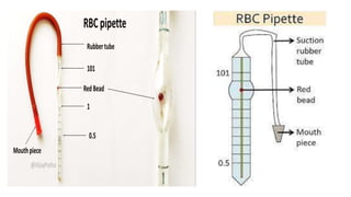 seventh section physiology laboratory.pptx