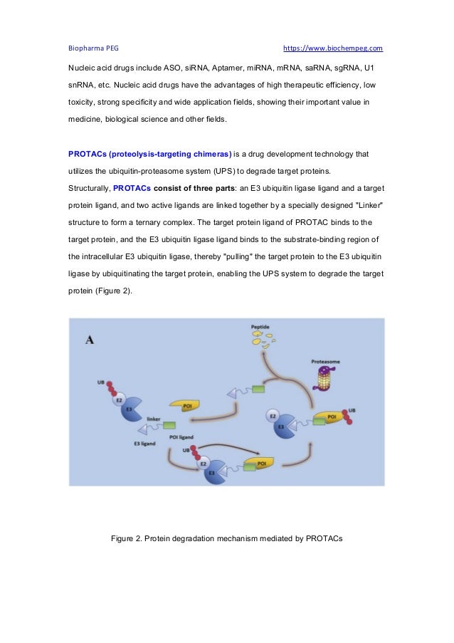 Several Types of PROTACs Based On Nucleic Acids | PDF