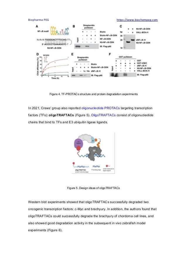 Several Types of PROTACs Based On Nucleic Acids | PDF
