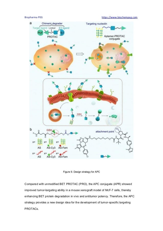 Several Types of PROTACs Based On Nucleic Acids | PDF