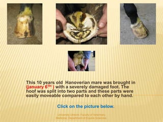 Severe hoof problem cooperation between farrier and vet | PPT