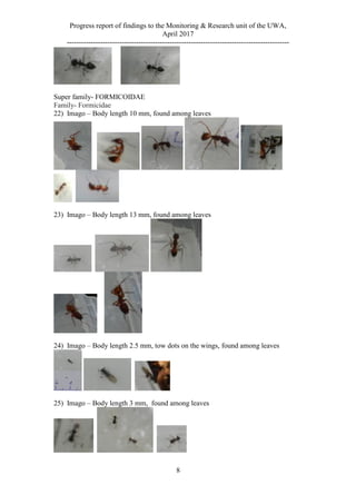 Seve- Report- invertebrate fauna on the forest floor of Semuliki NP ...