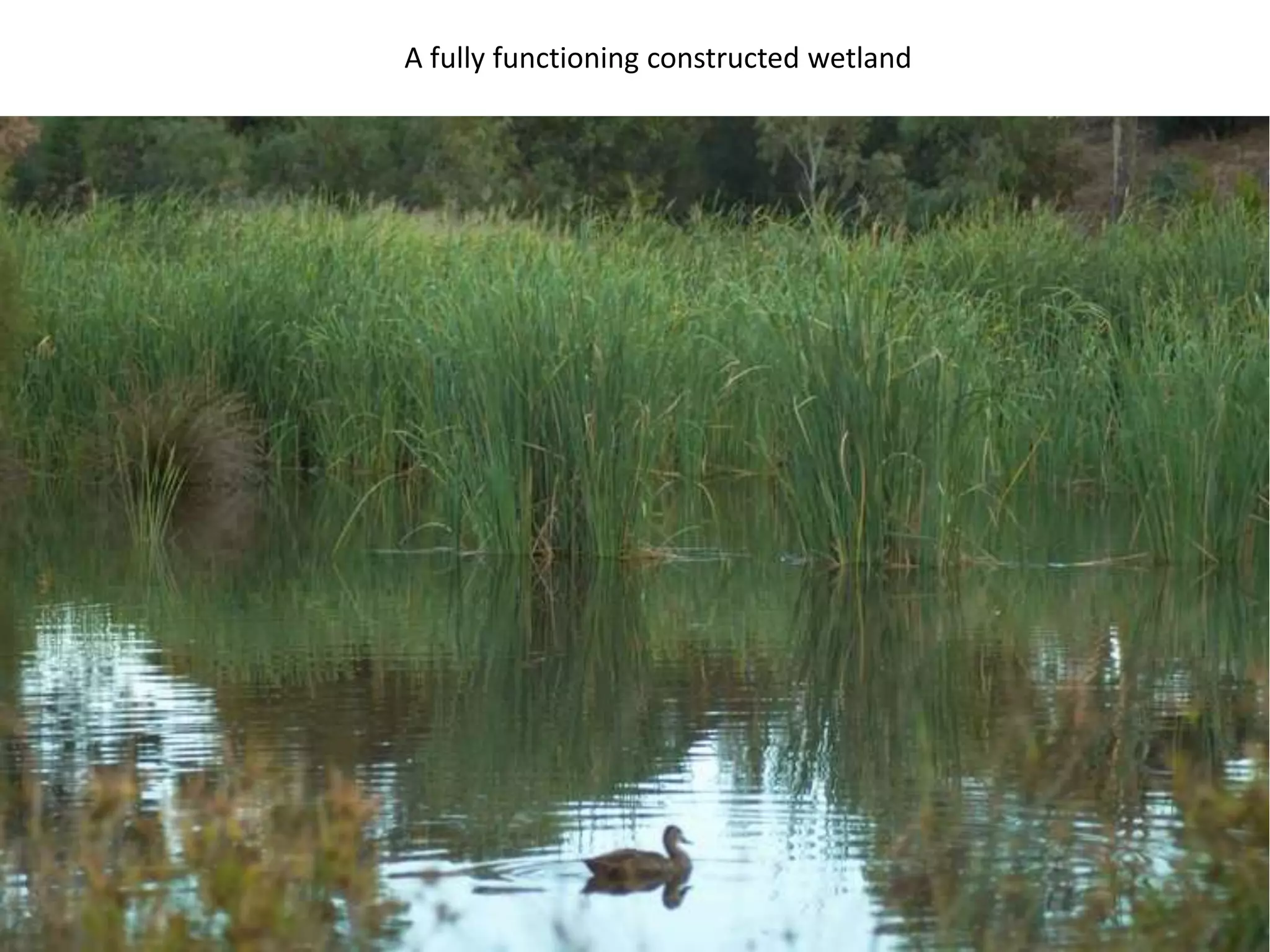 Sewage outfalls in marine and coastal areas | PPTX | Science