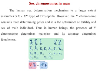Sex-determination and Sex-linked Inheritance.pptx