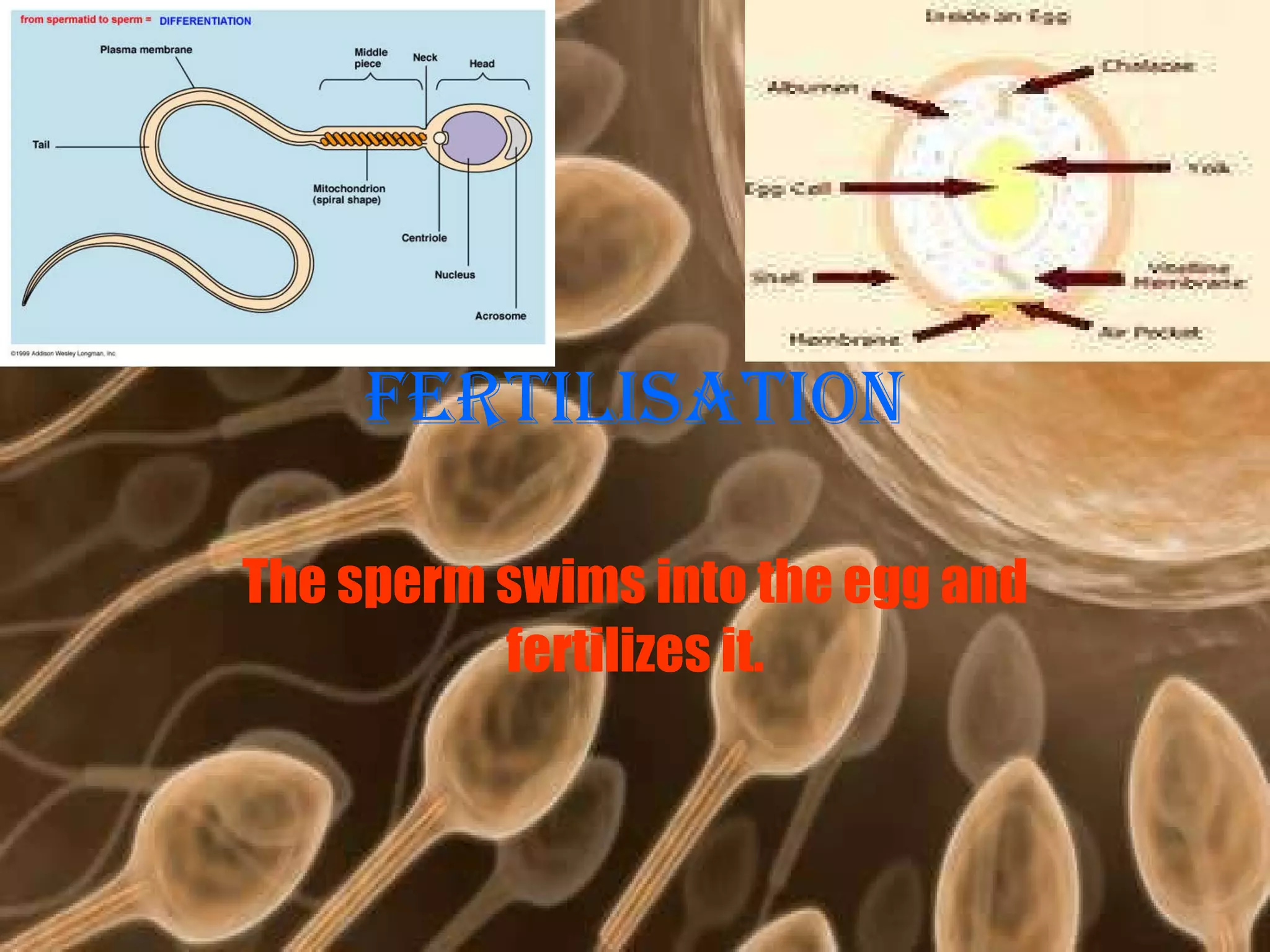 Sex Ed Hw J Ppt