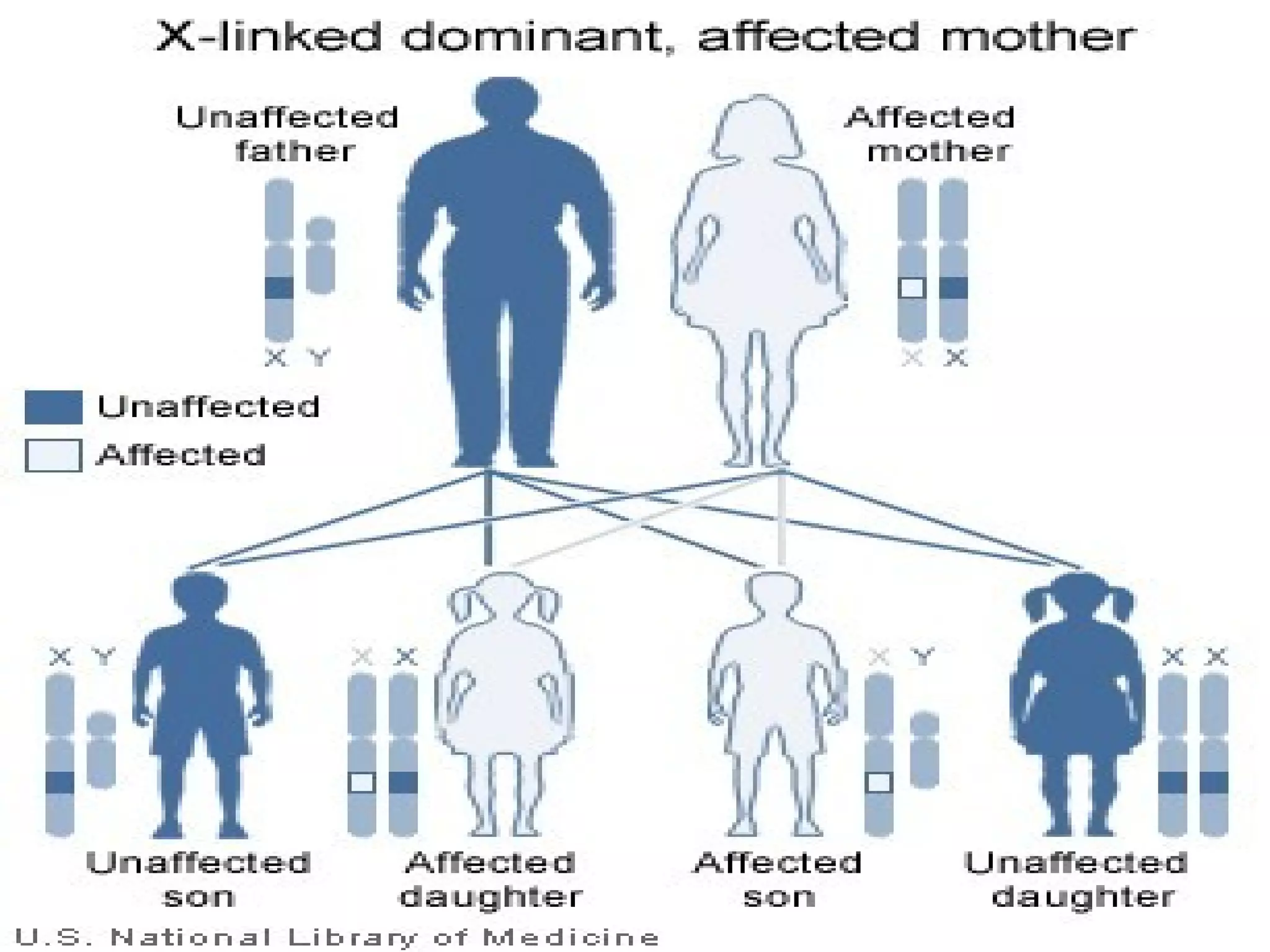Sex Linked Inheritance Ppt